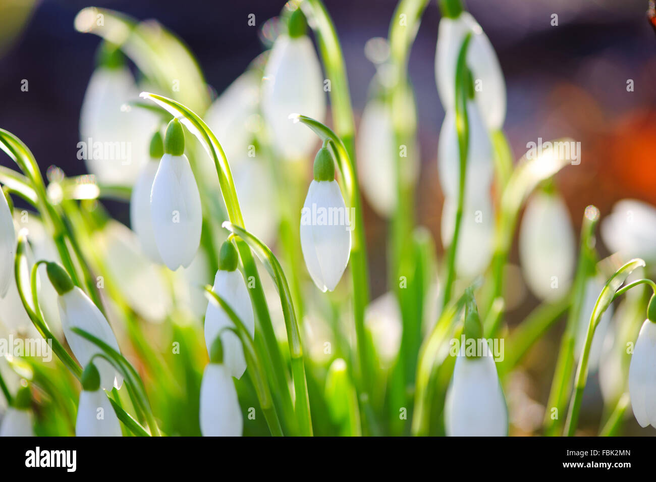 Snowdrops spring flowers close hi-res stock photography and images - Alamy