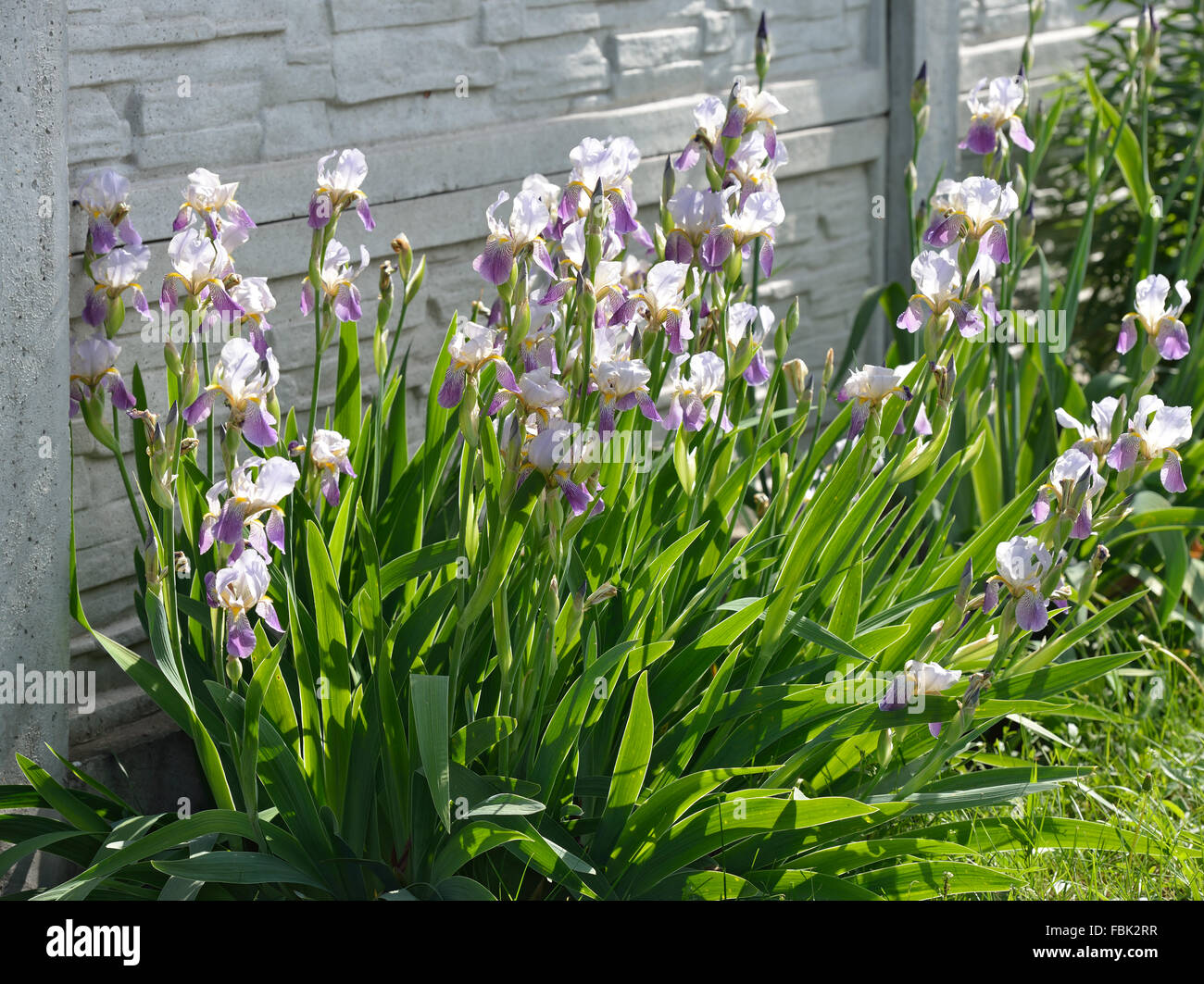 Row of flowering iris plants is in sunlight on grey concrete fence ...