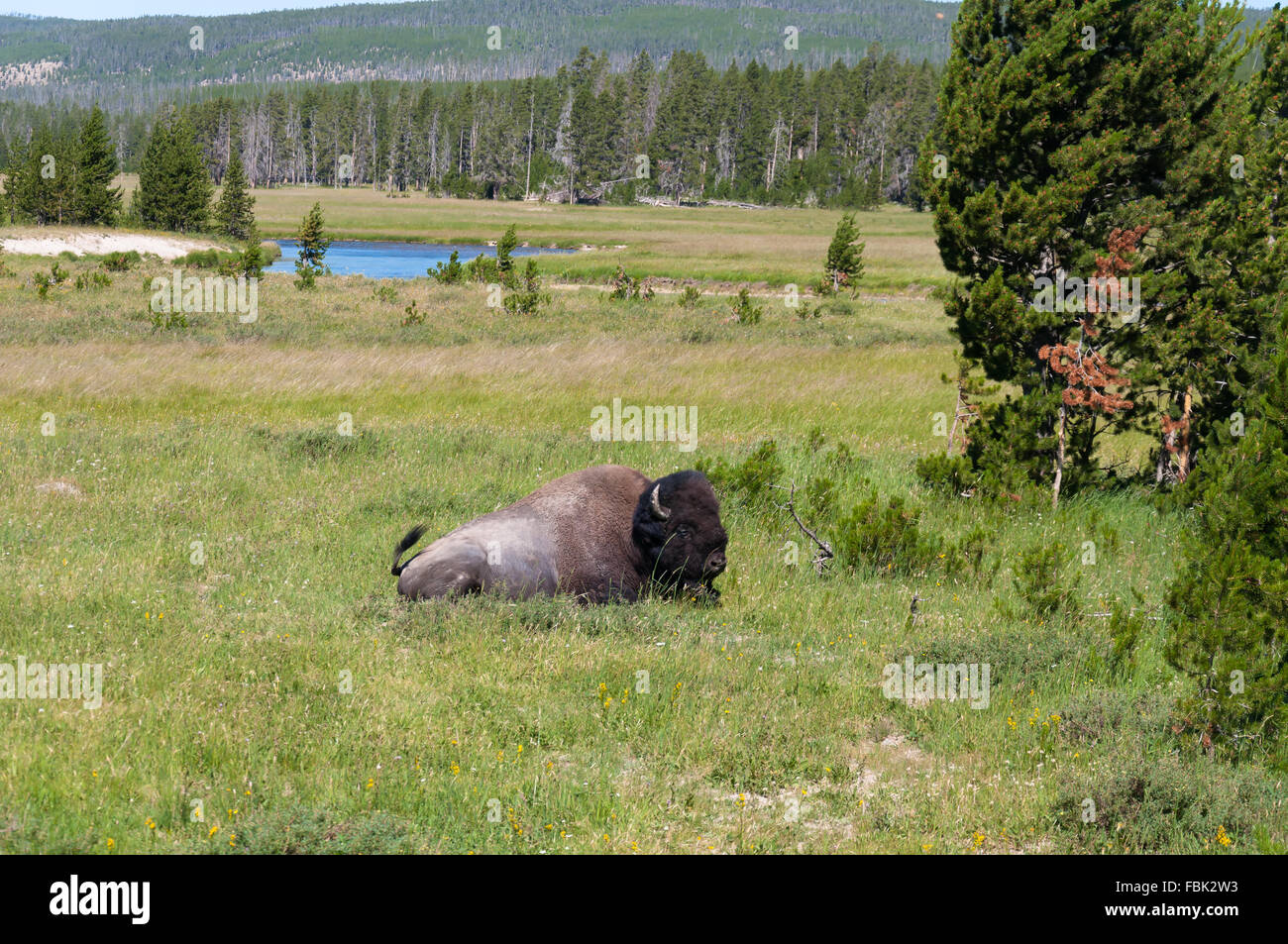 Bison sitting on grass at Yellowstone National Park Stock Photo - Alamy