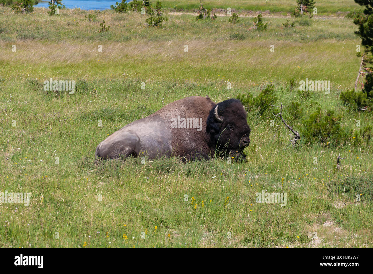Bison sitting on grass hi-res stock photography and images - Alamy