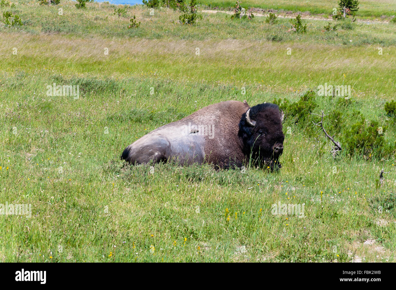 Bison sitting on grass at Yellowstone National Park Stock Photo - Alamy