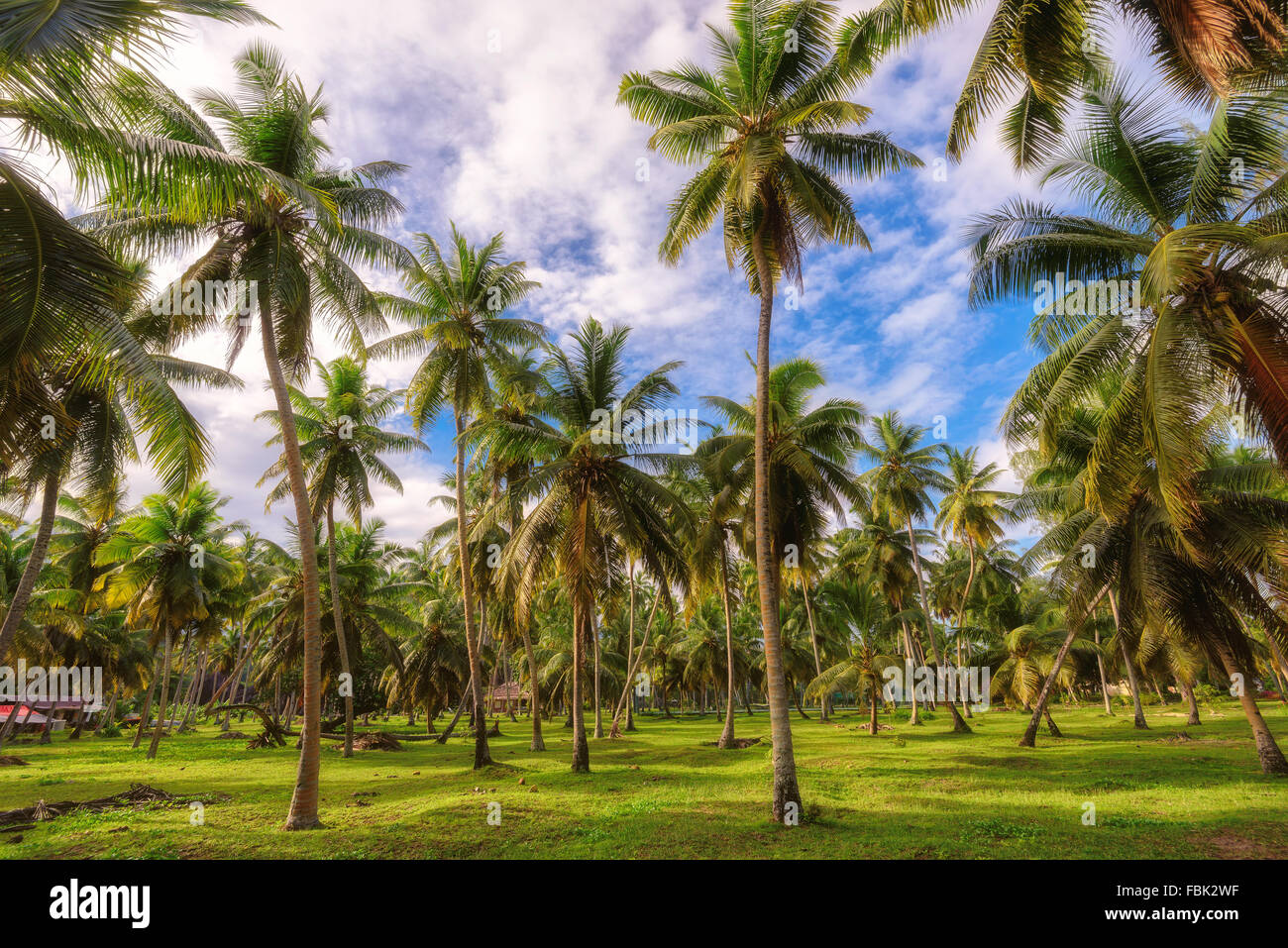 Indian Jungle High Resolution Stock Photography and Images - Alamy