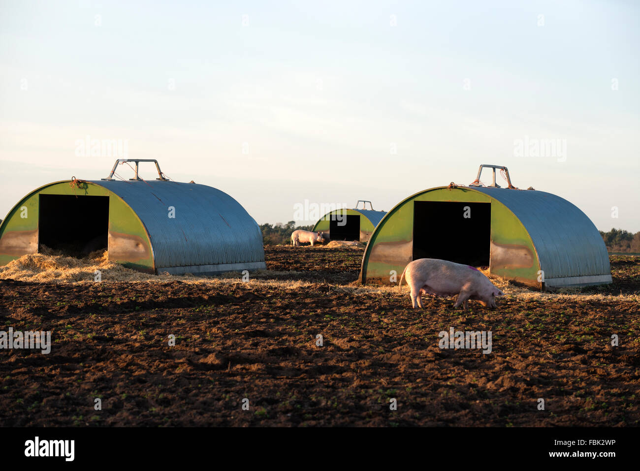 Suffolk Pig High Resolution Stock Photography and Images - Alamy