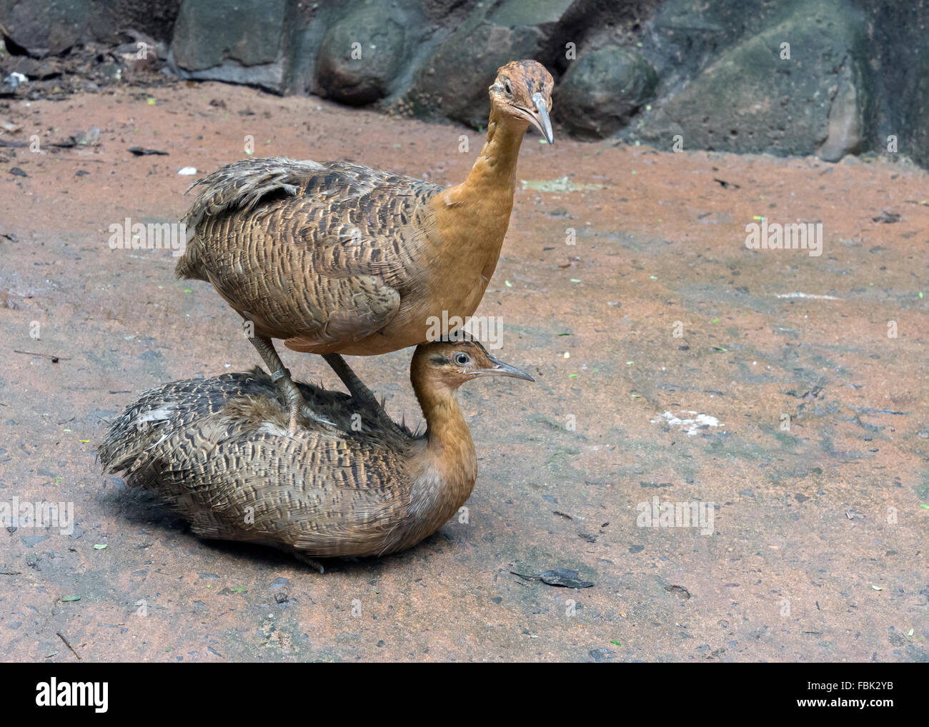 Red-winged tinamou pair (Rhynchotus rufescens), Parque das Aves, Foz do ...