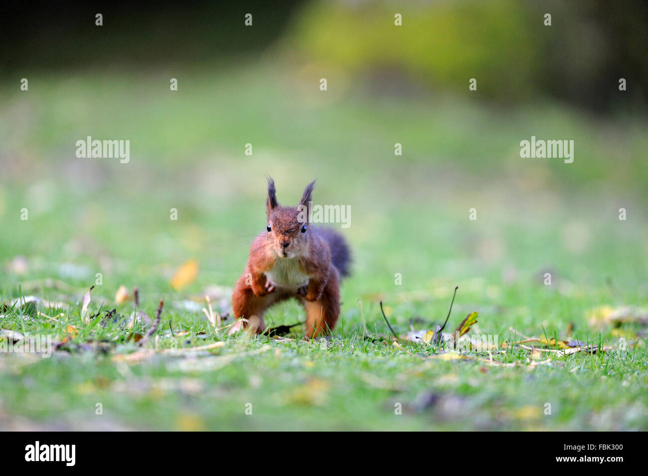 Red Squirrel (Sciurus vulgaris) running towards camera, on garden lawn ...