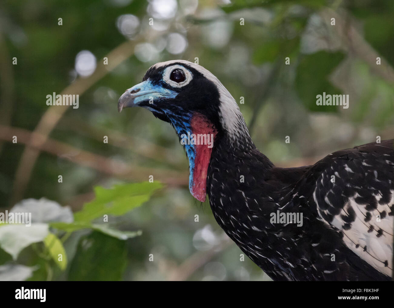 Portrait of a black-fronted piping guan (Pipile jacutinga), Parque das ...