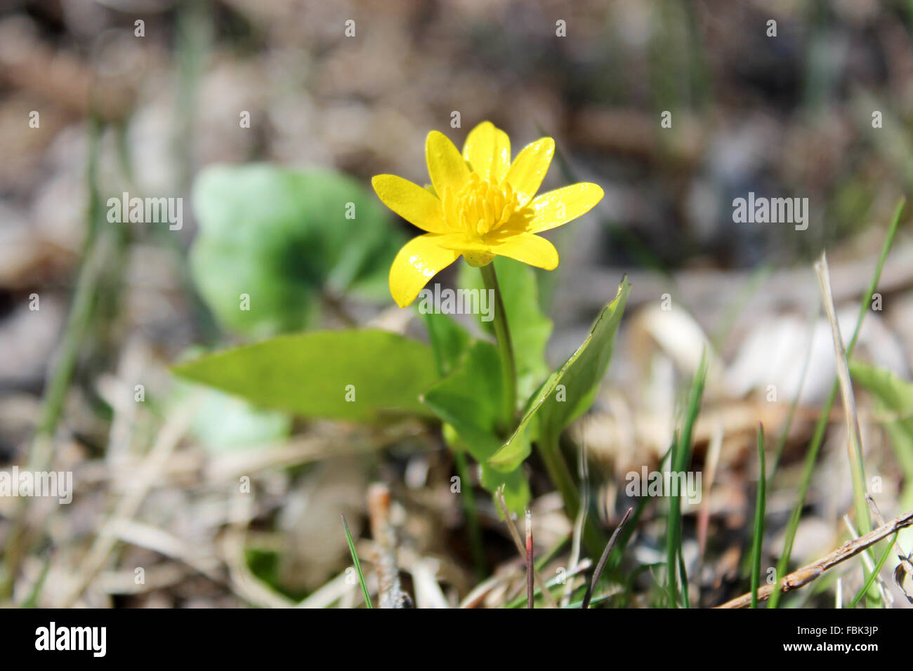 flowers of Lesser celandine in the early spring Stock Photo - Alamy