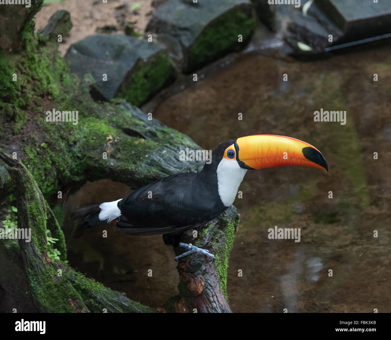Toco toucan (Ramphastos toco) by the water, Parque das Aves, Foz do ...