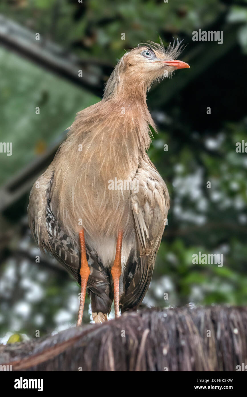 Reg-legged seriema (Cariama cistata) aka crested cariama, Parque das ...