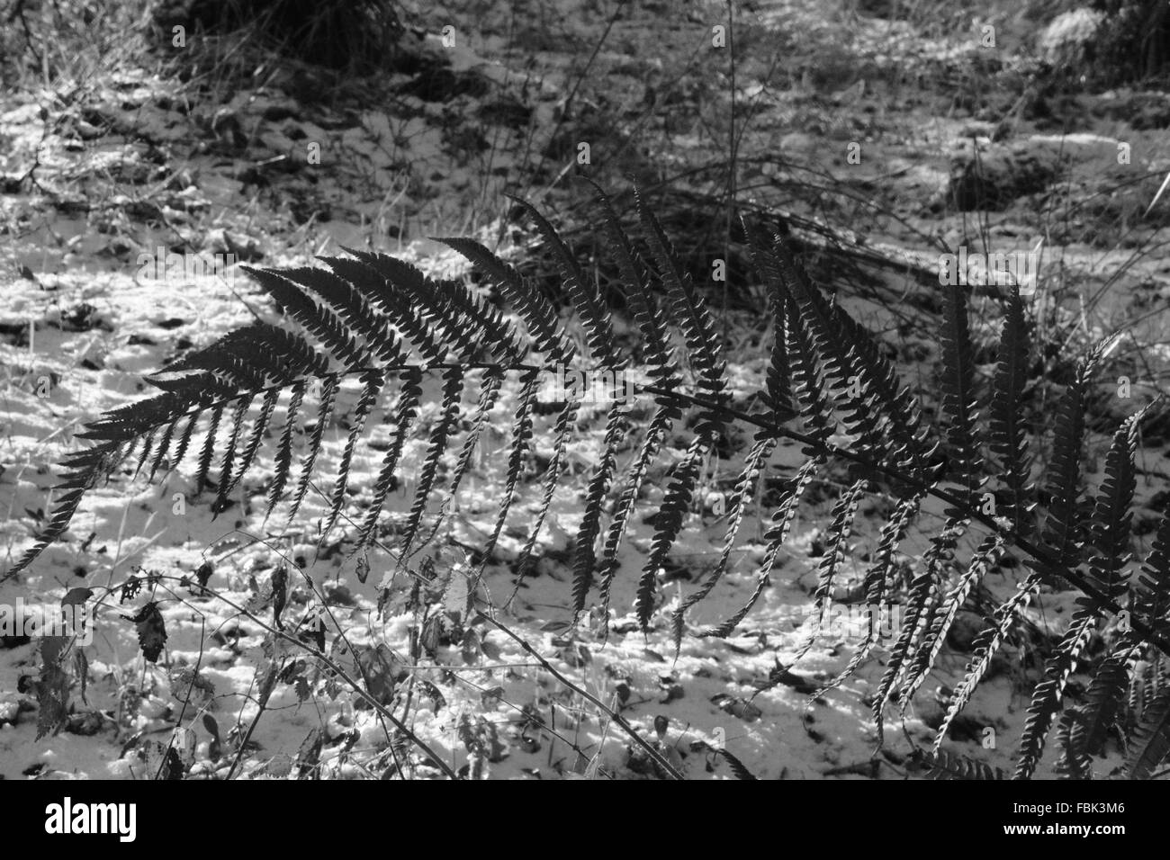 B&W Fern leaf with Snowy background Stock Photo - Alamy