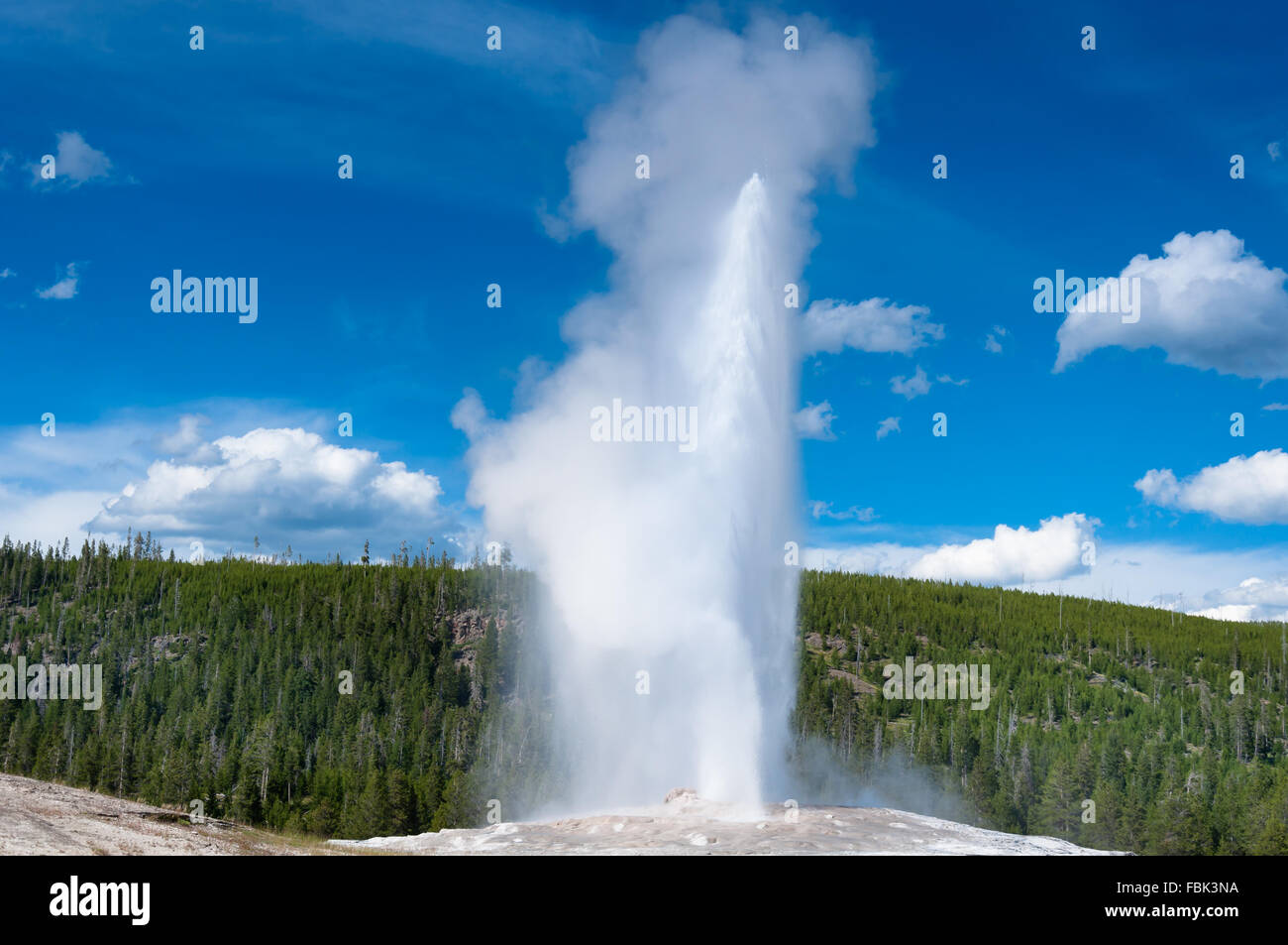 Old Faithful geyser eruption Stock Photo - Alamy