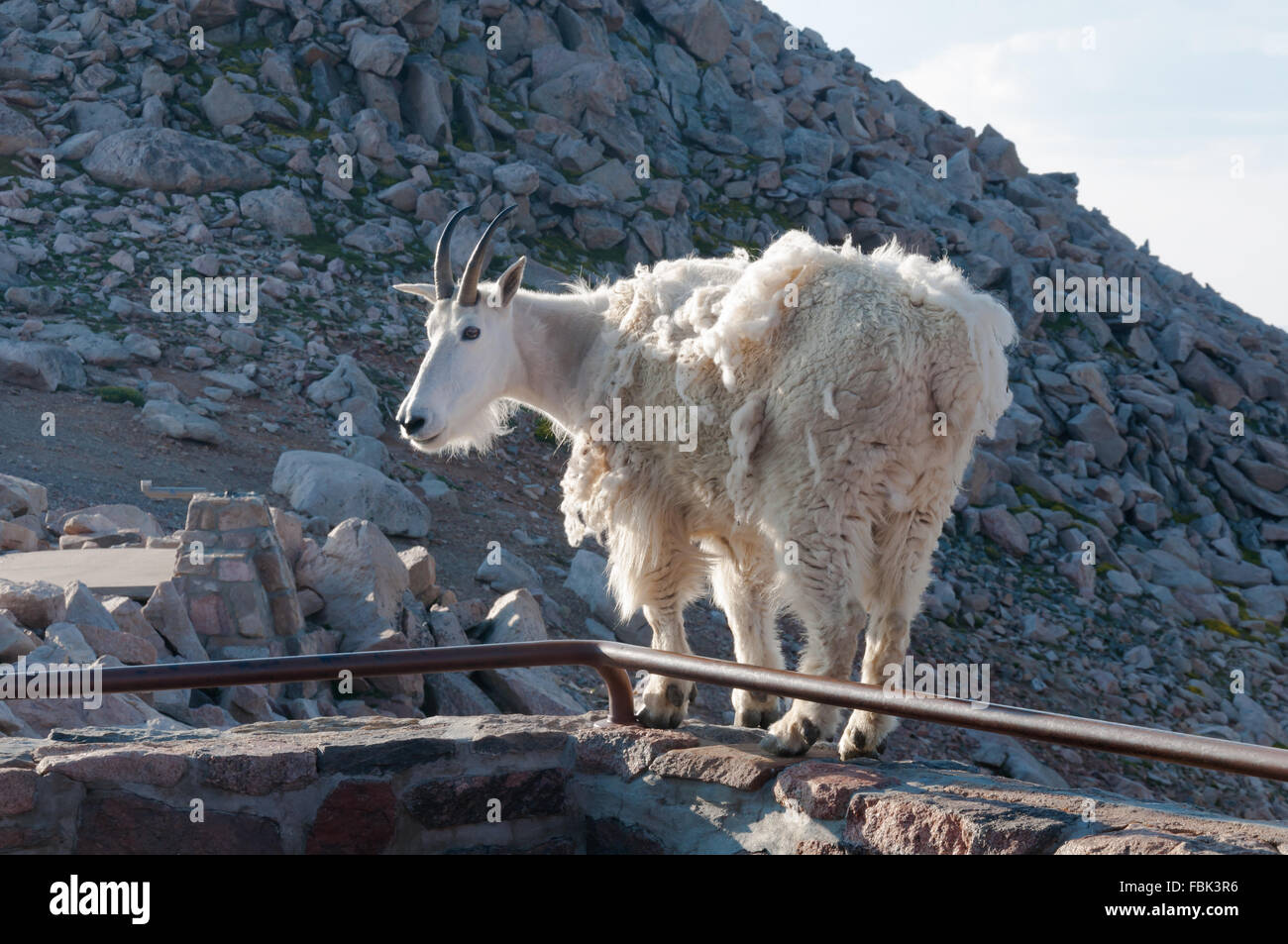 Mountain goat banff national park hi-res stock photography and images ...