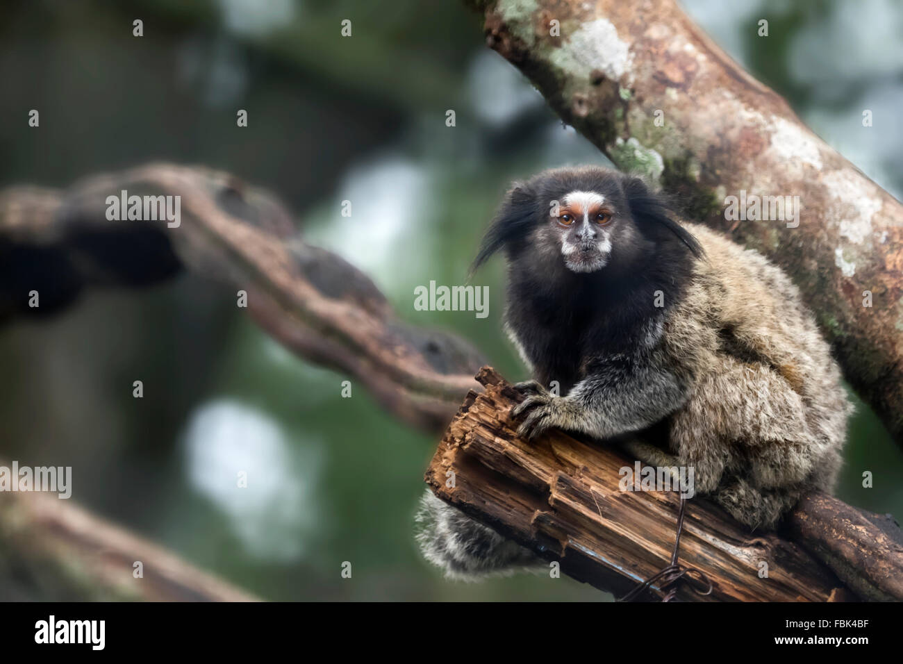 Callitrix penicillata hi-res stock photography and images - Alamy