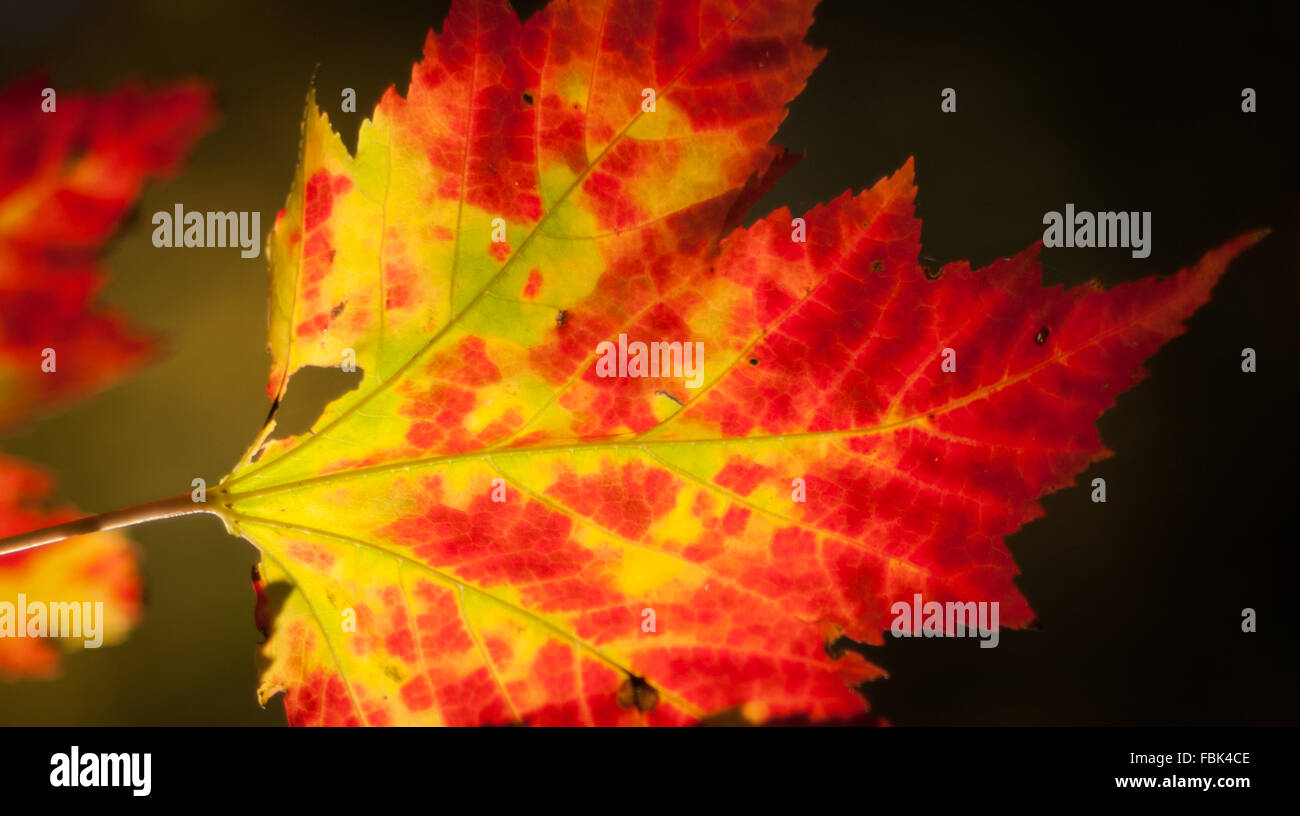 Vivid colorful leaf hi-res stock photography and images - Alamy