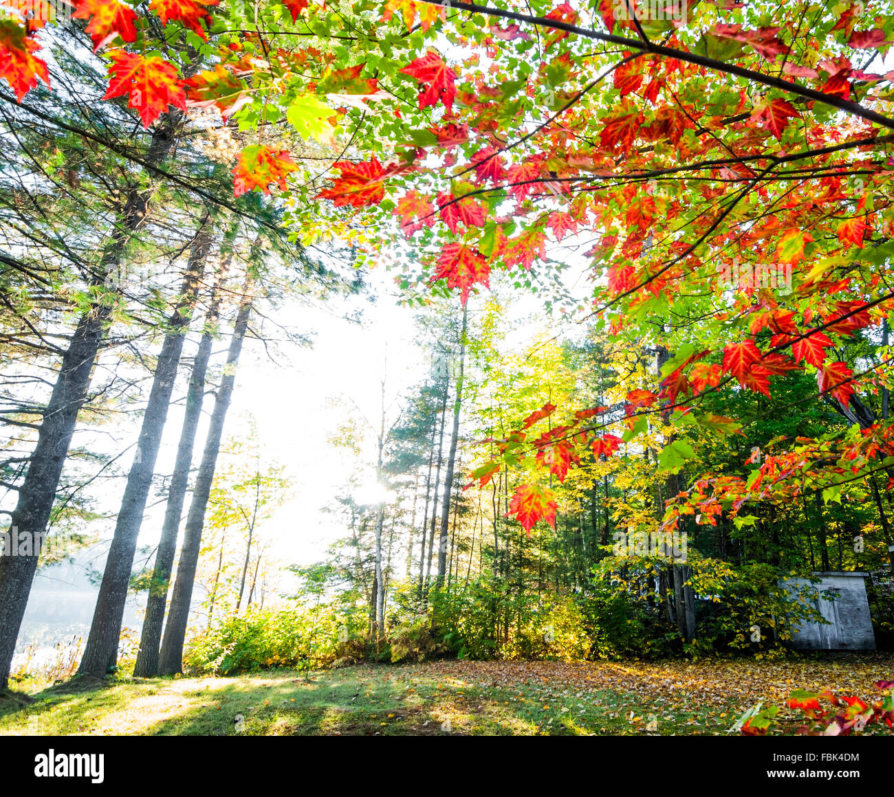 Sunbursts through the forest Stock Photo - Alamy