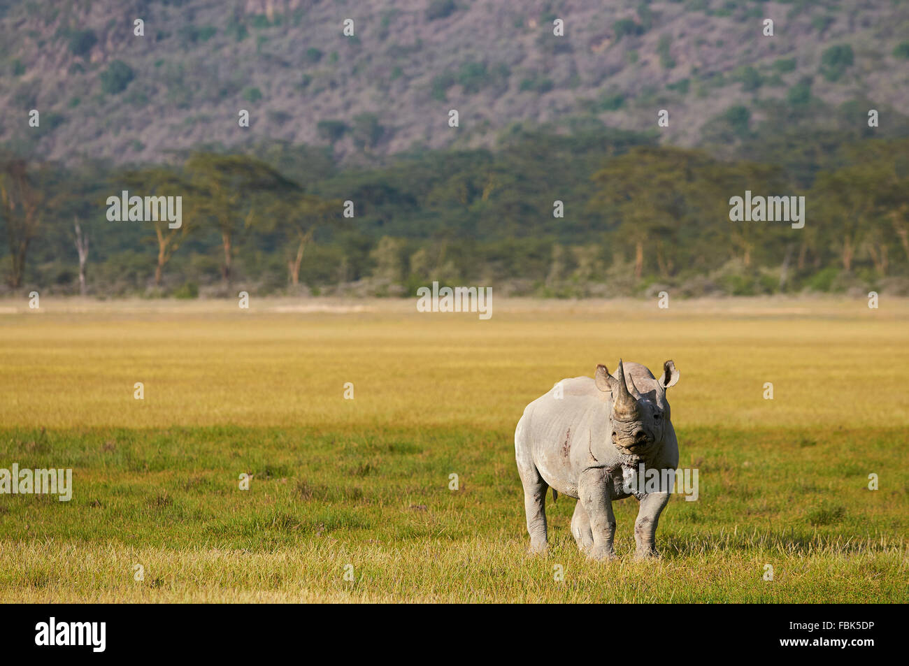Lone black rhino, photographed in the African savanna Stock Photo - Alamy