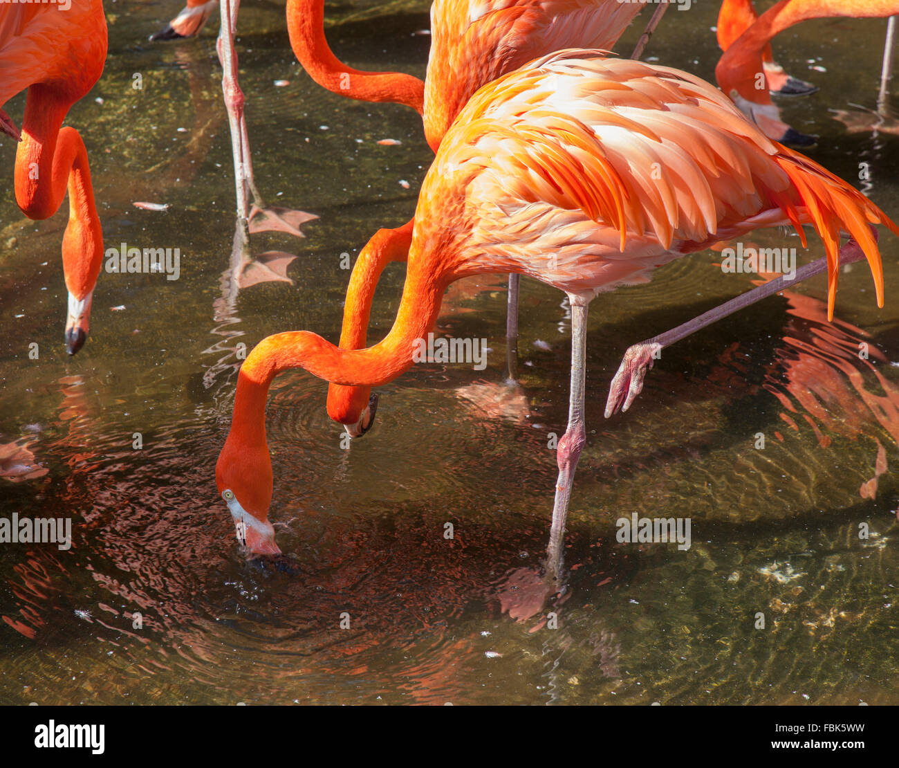 Pink color bird hi-res stock photography and images - Alamy