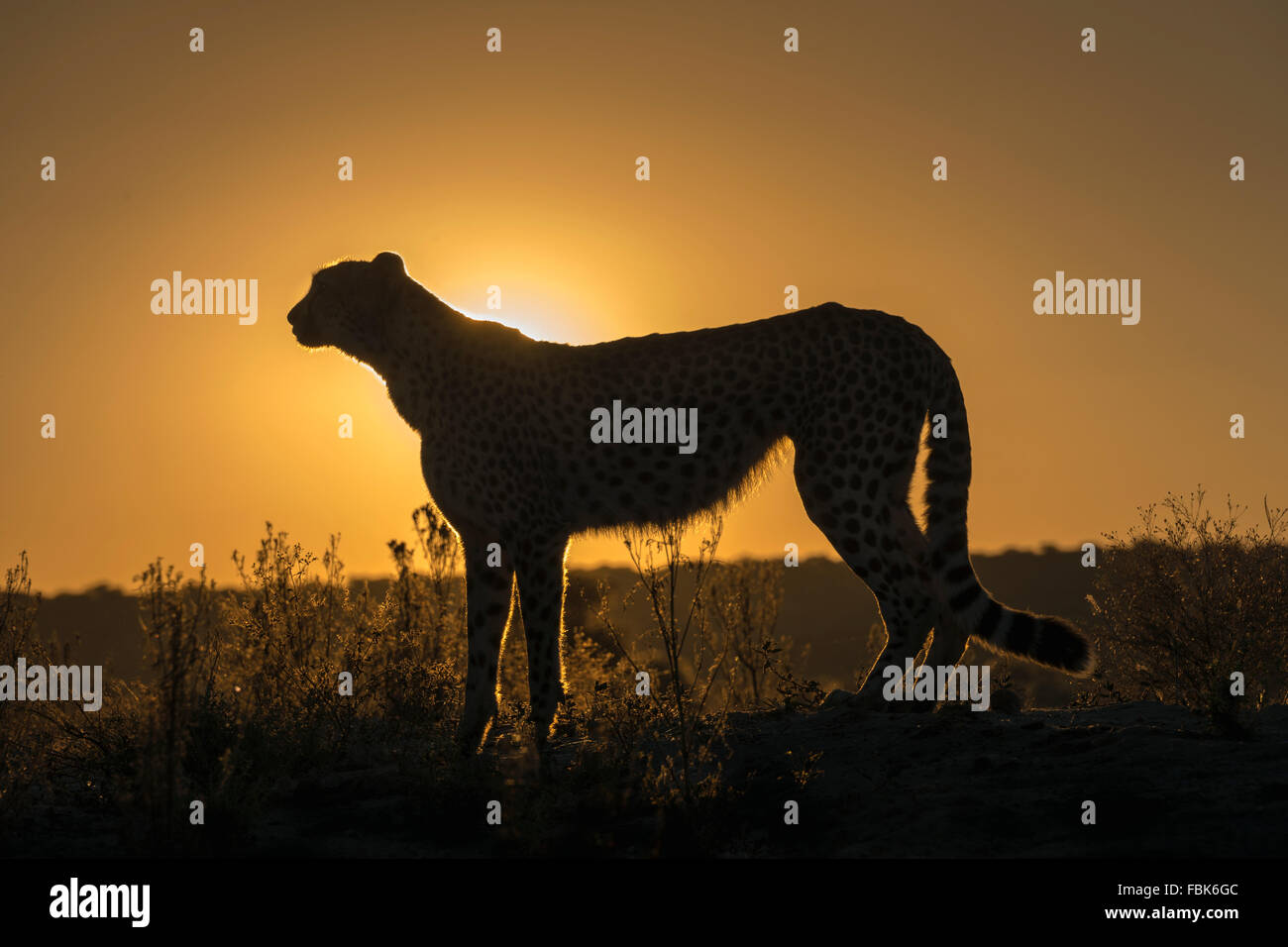 Cheetah silhouetted at sunset, Naankuse, Namibia Stock Photo - Alamy