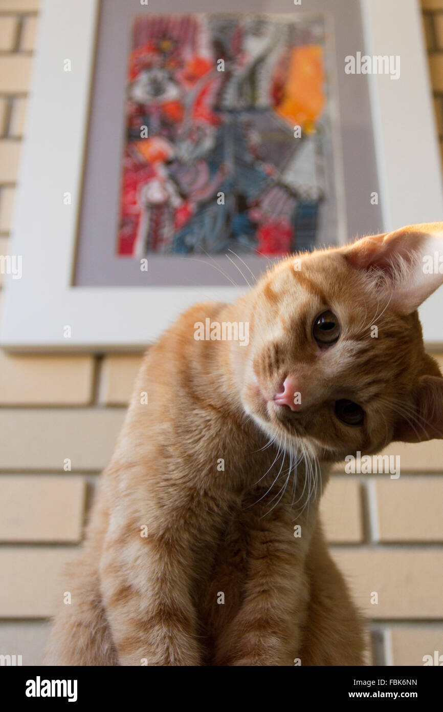 cat, pussy, pussycat, feline, catlike, cattish, animal, puss, kitten ...