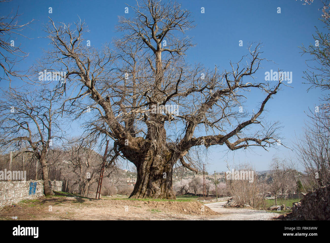 Tree old huge large wood season autumn light atmosphere horizontal hi ...