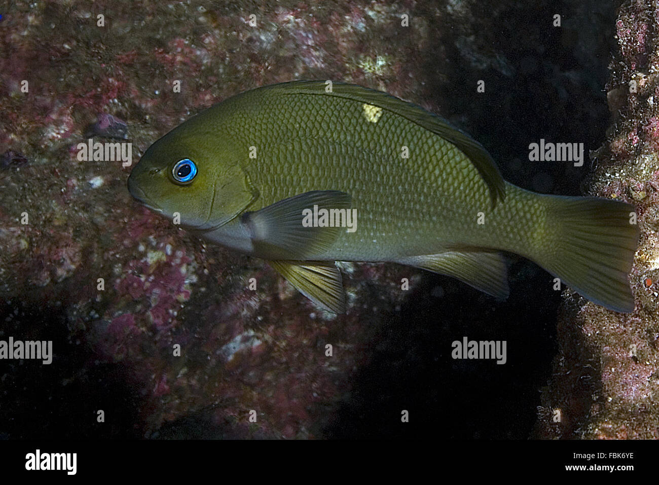 Fish at California kelp forest reef Stock Photo - Alamy