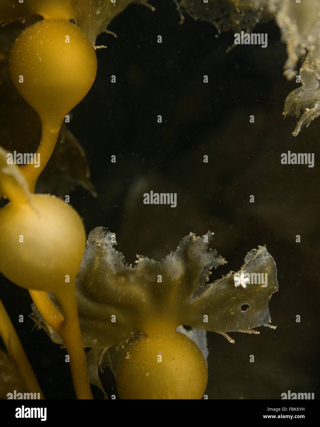 Seaweed kelp with small tiny starfish underwater at California reef ...