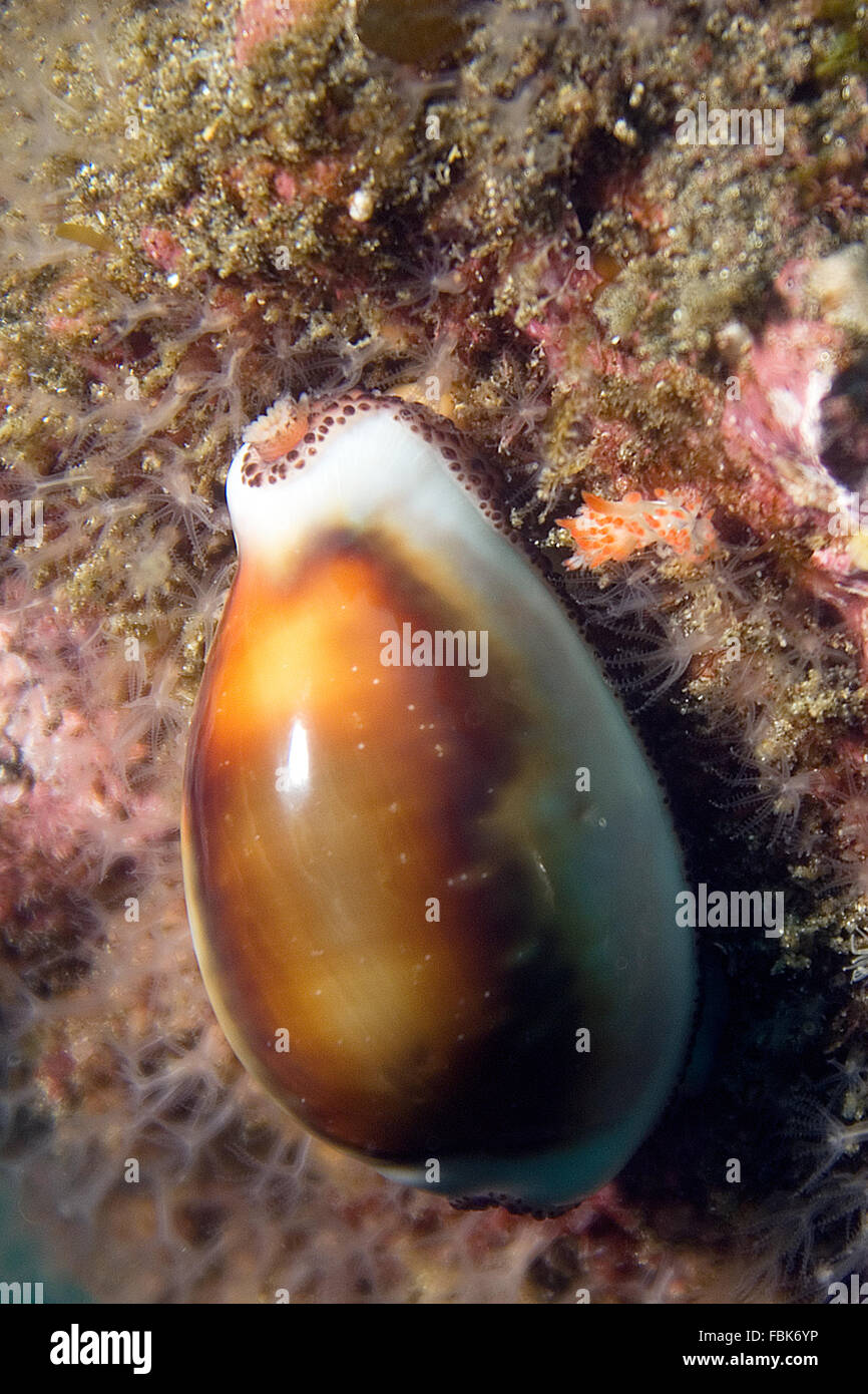Cowry shell hi-res stock photography and images - Alamy