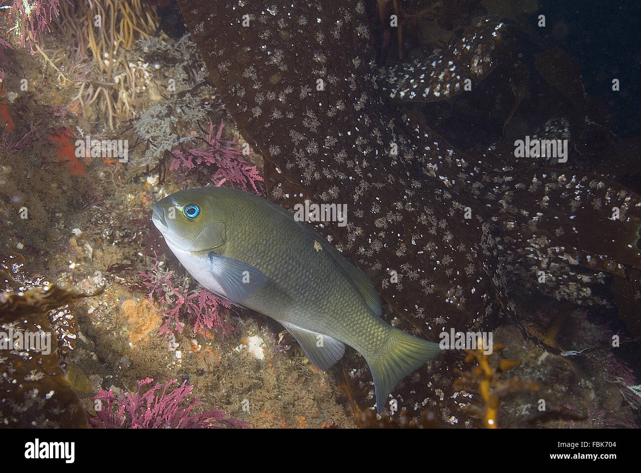 Fish at California kelp forest Stock Photo - Alamy