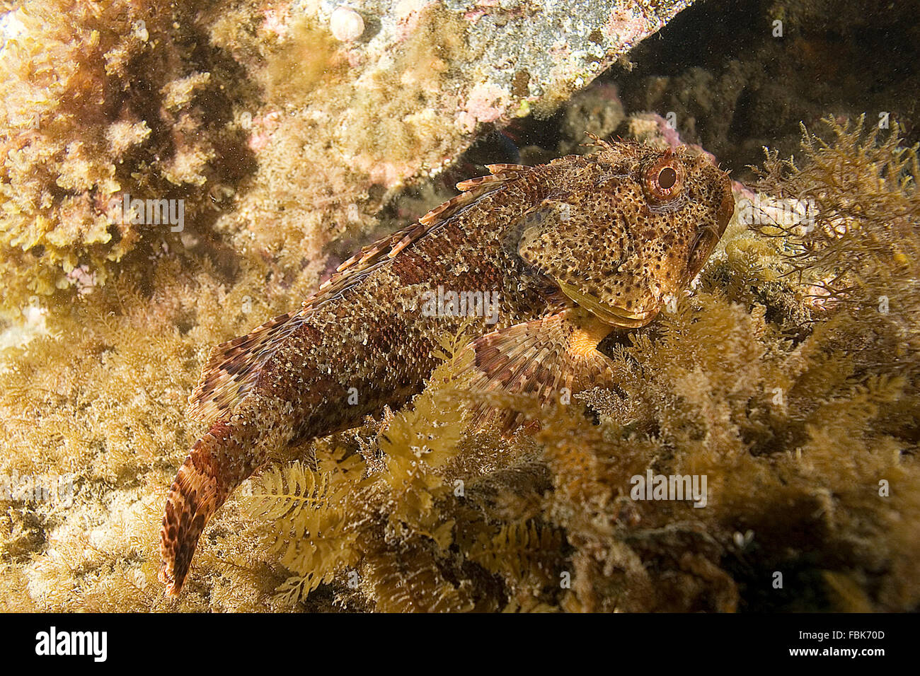 Fish scorpion fish at California underwater reef Stock Photo - Alamy
