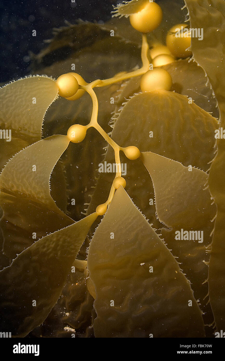 Seaweed kelp floating at California underwater reef Stock Photo - Alamy