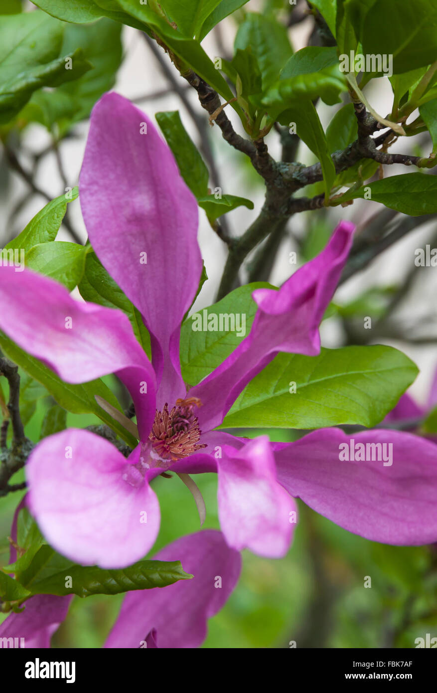 Magnolia flower pink close hi-res stock photography and images - Alamy