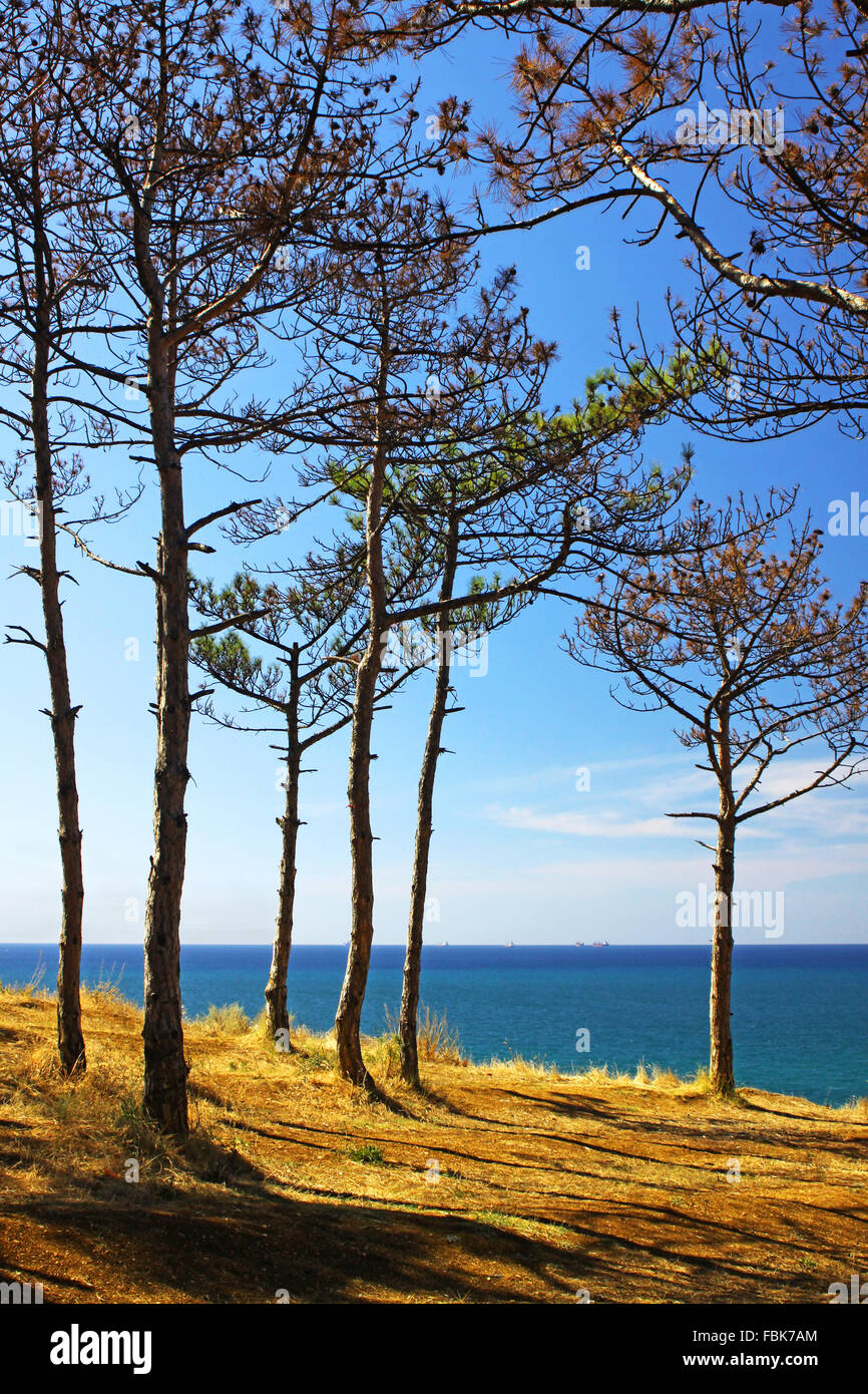 Summer sea landscape with pine-trees. Crimea, Ukraine Stock Photo - Alamy