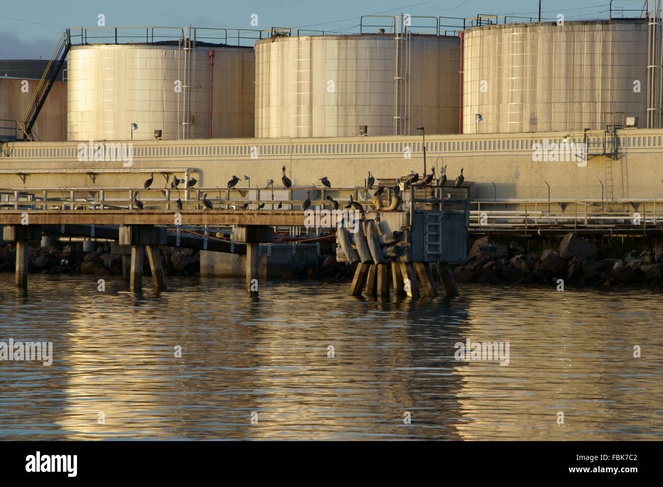 Oil storage tanks with pelicans on pier dock railing at Port of Los ...