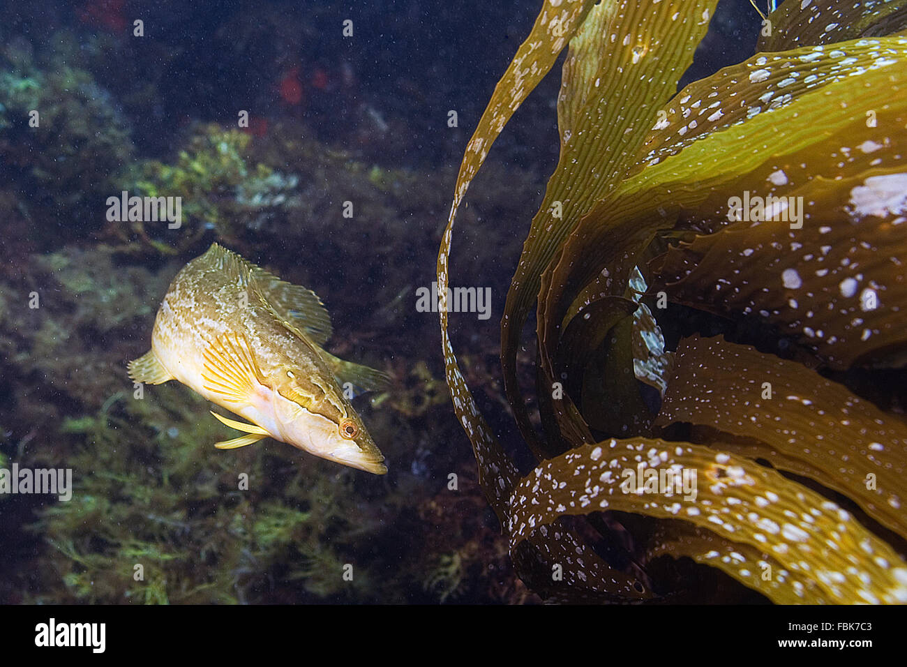 Fish and seaweed kelp at California underwater reef Stock Photo - Alamy