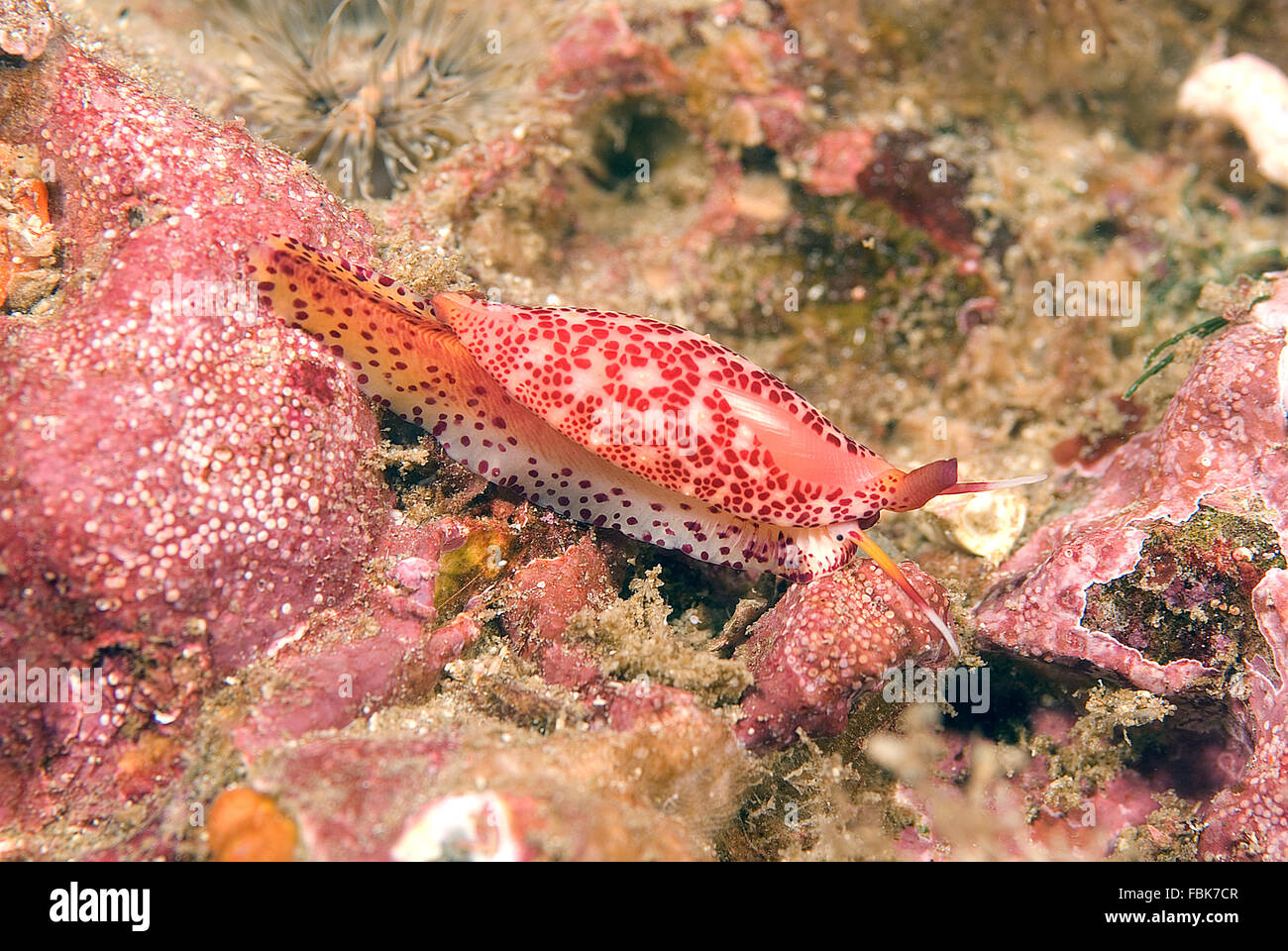 Sea slug nudibranch feeding at California underwater reef Stock Photo ...