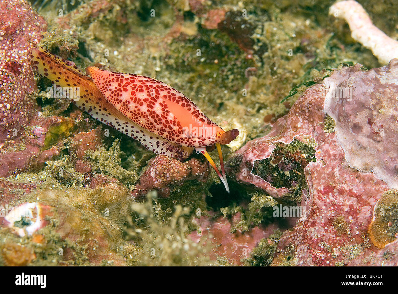 Sea slug nudibranch feeding at California underwater reef Stock Photo ...