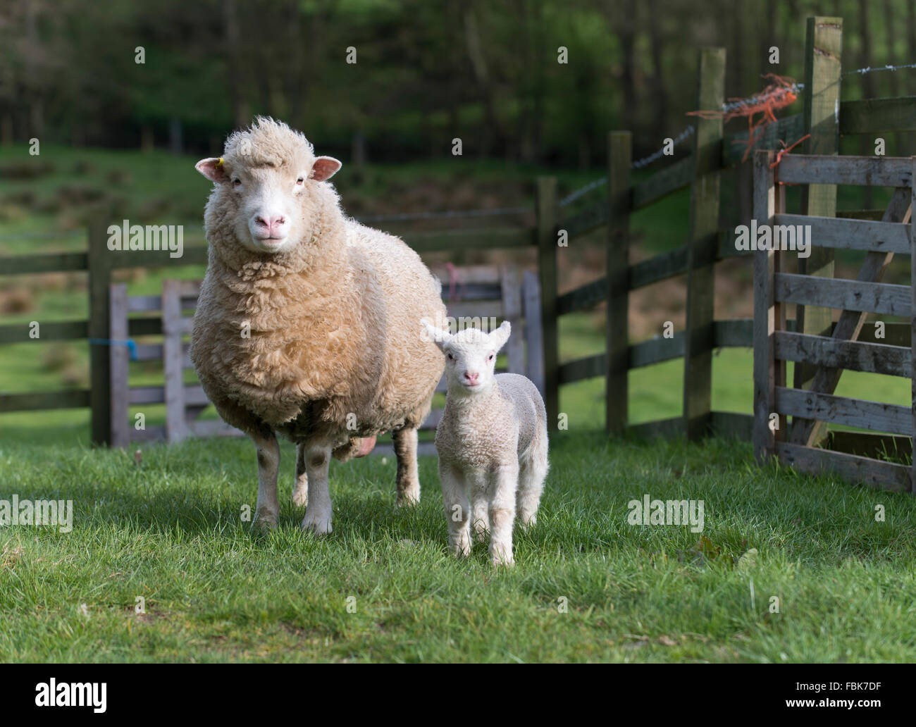 Sheep and lamb in Yorkshire countryside England UK Europe Stock Photo ...