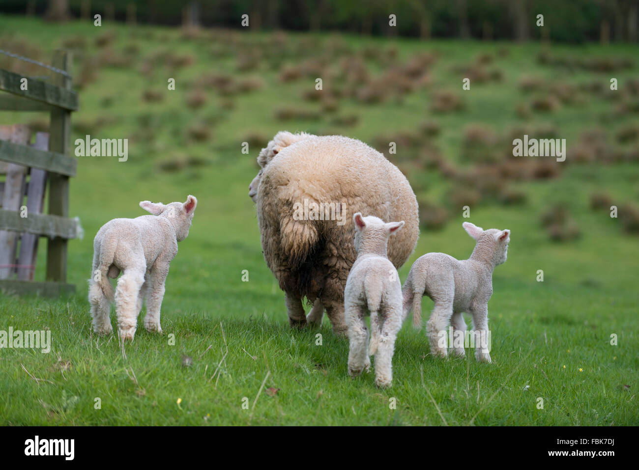 Sheep and lamb in Yorkshire countryside England UK Europe Stock Photo ...