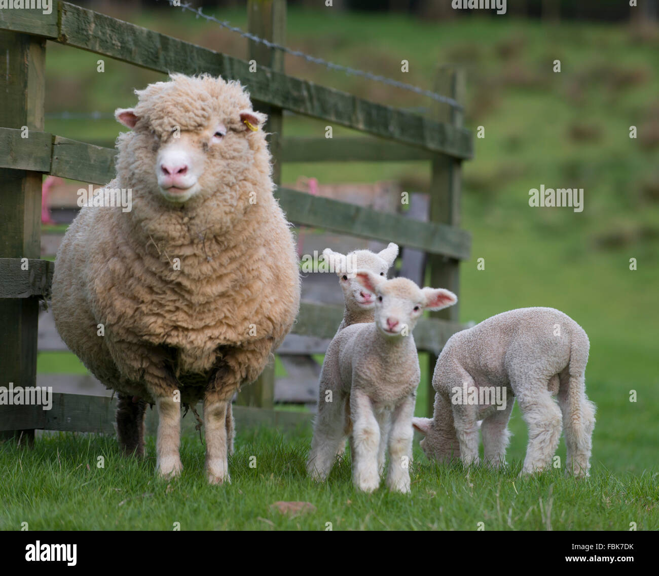 Sheep and lamb in Yorkshire countryside England UK Europe Stock Photo ...