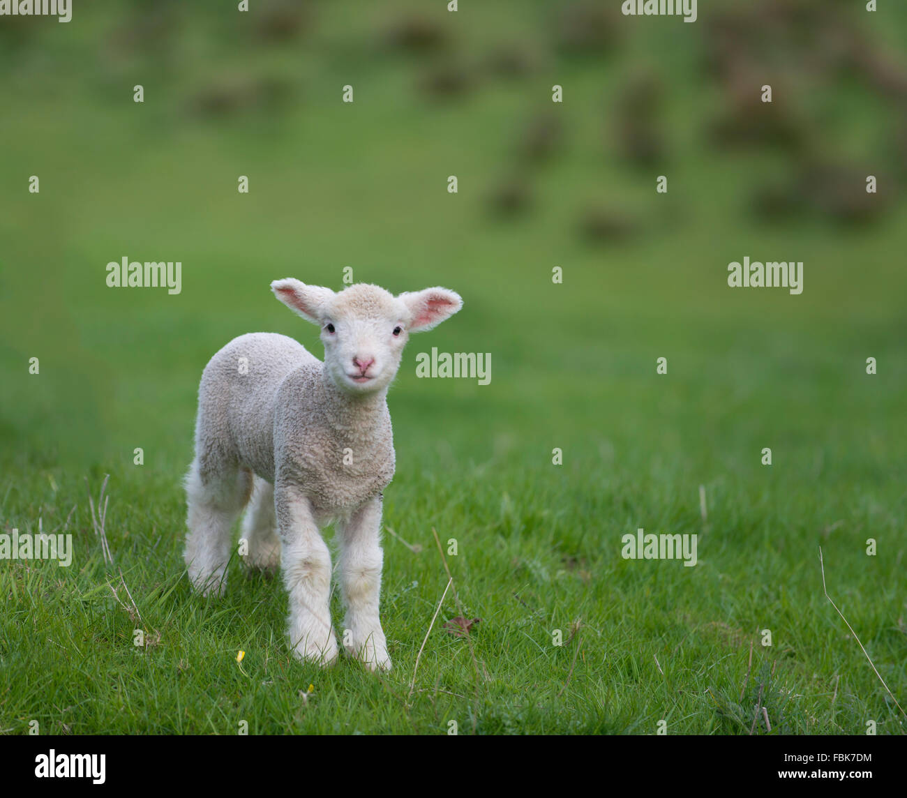 Lamb in the countryside hi-res stock photography and images - Alamy