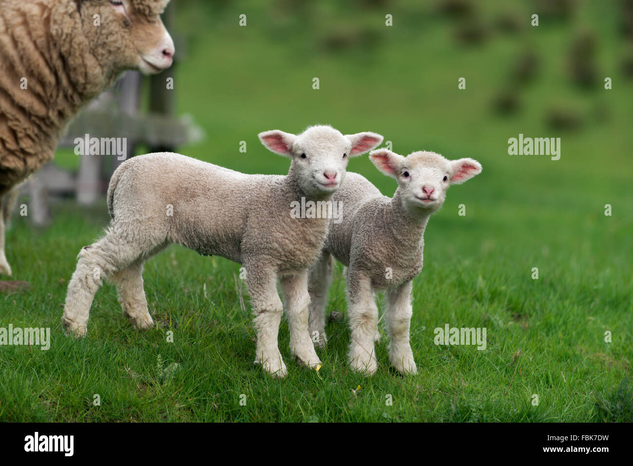 Sheep and lamb in Yorkshire countryside England UK Europe Stock Photo ...