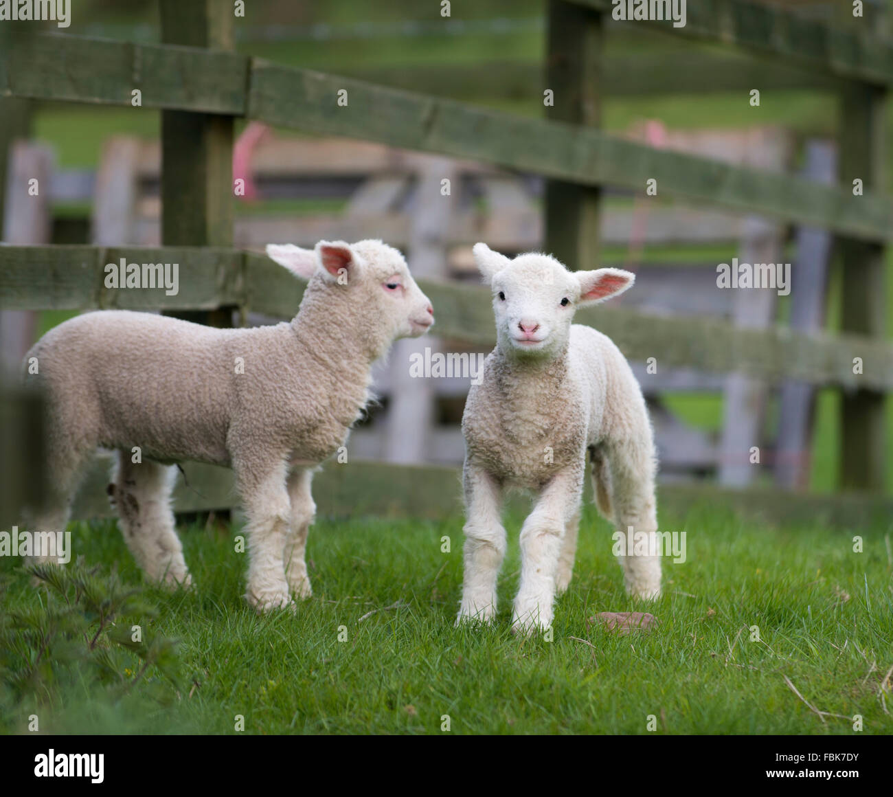 Two Lambs in Yorkshire countryside England UK Europe Stock Photo - Alamy