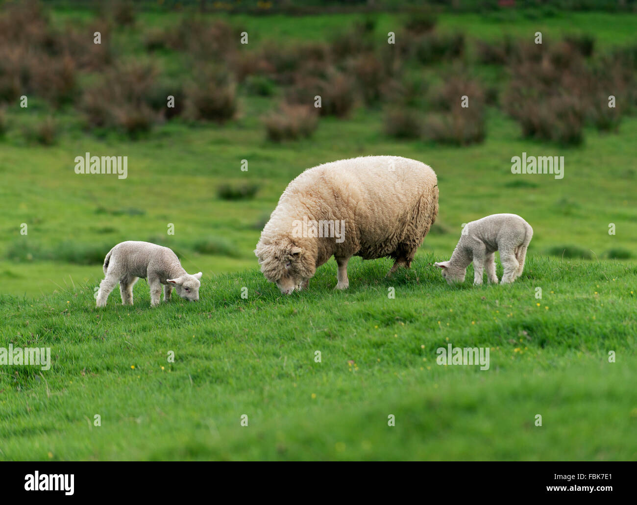 Sheep and lamb in Yorkshire countryside England UK Europe Stock Photo ...