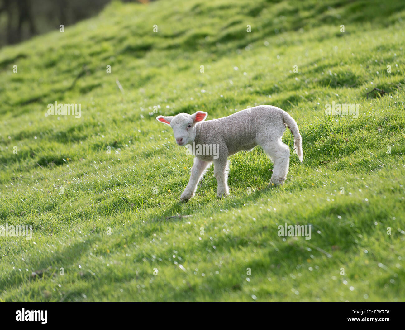 Lamb in the countryside hi-res stock photography and images - Alamy