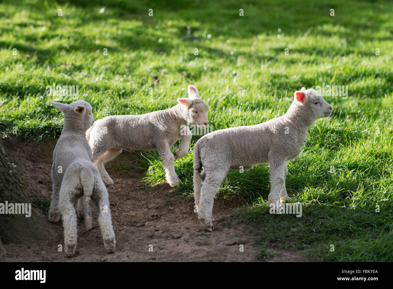 Three Lambs in Yorkshire countryside England UK Europe Stock Photo - Alamy