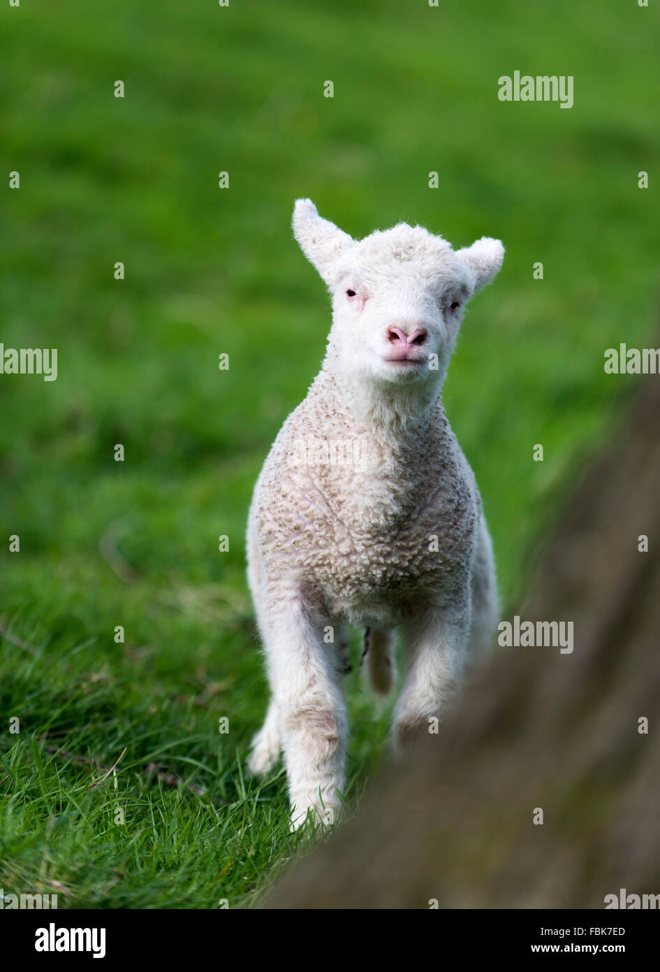 Lamb in the countryside hi-res stock photography and images - Alamy