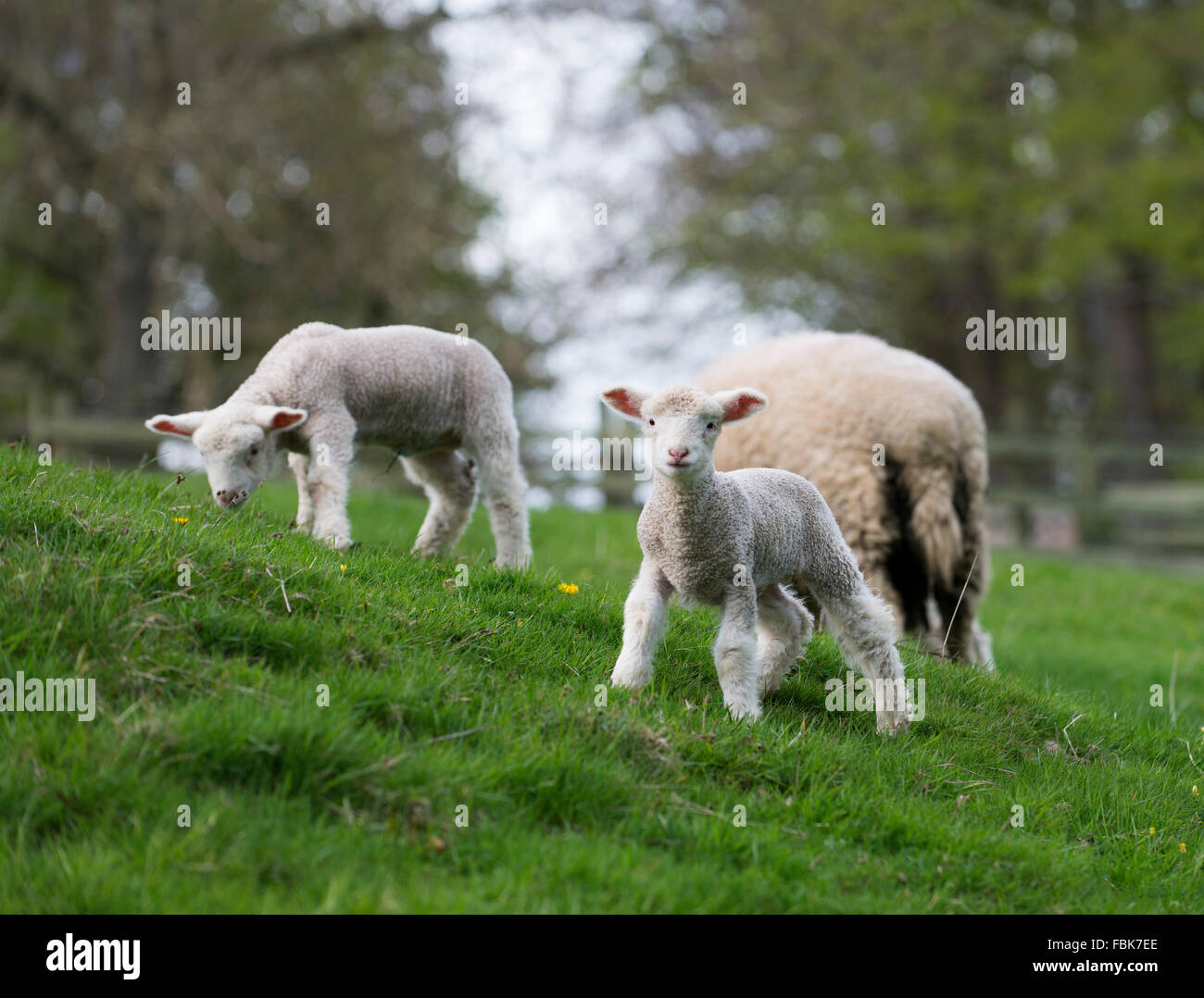 Sheep and lambs in Yorkshire countryside England UK Europe Stock Photo ...