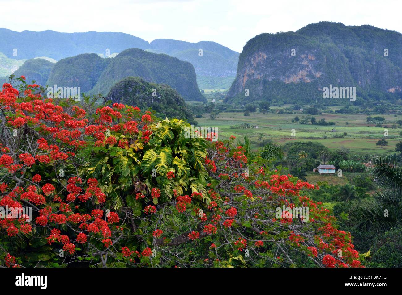 tropical Cuban landscape in the tobacco growing region, from a ...