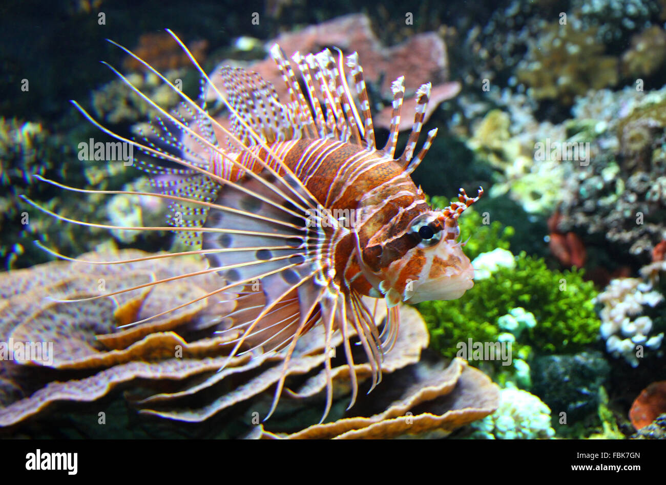 Clear fin lionfish hi-res stock photography and images - Alamy