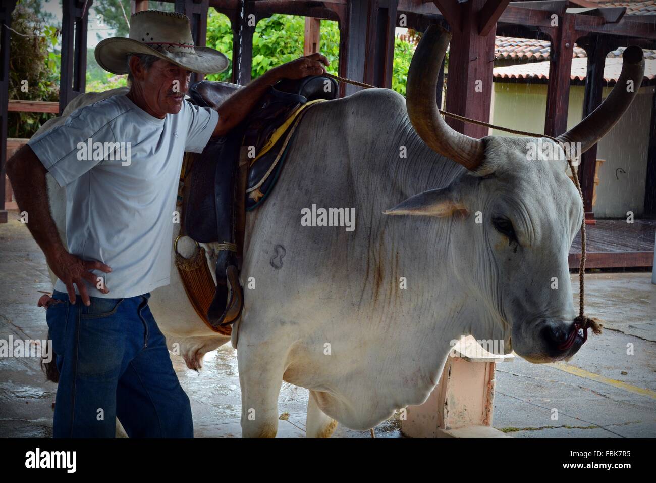 Farmer and bull posing for photos hi-res stock photography and images ...